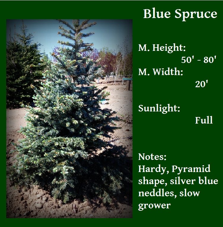 Trees - Santiago Landscape & Maintenance Inc.